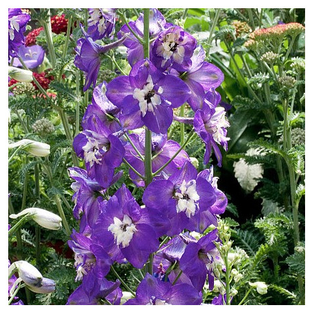 Pentinius ‘Pacific King Arthur’