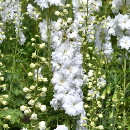 Pentinius ‘Pacific Galahad’