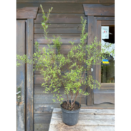 Lanksva pilkoji 'Grefsheim'