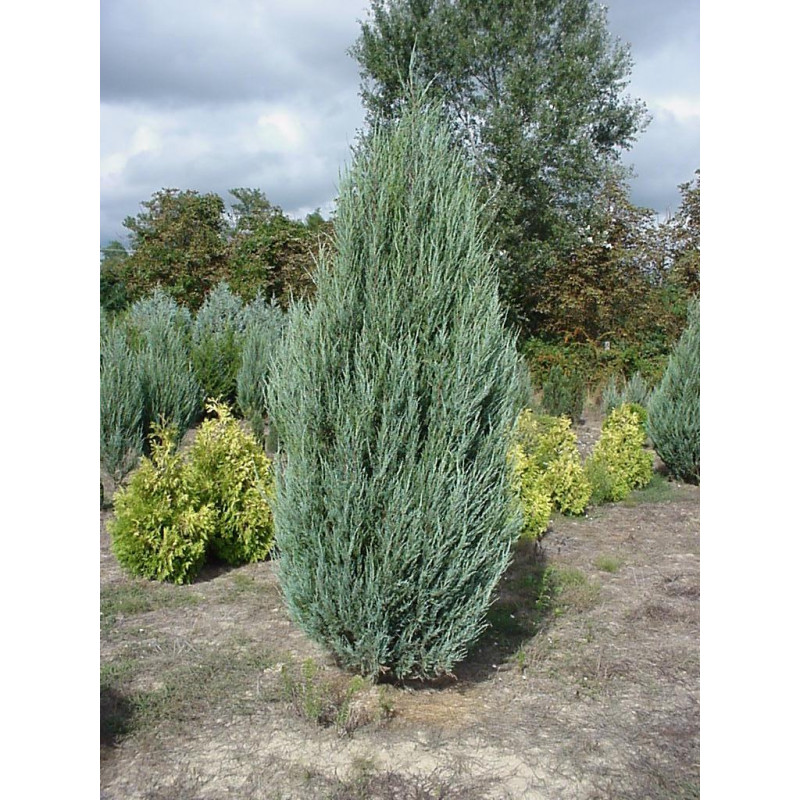 Kadagys uolinis 'Blue arrow'