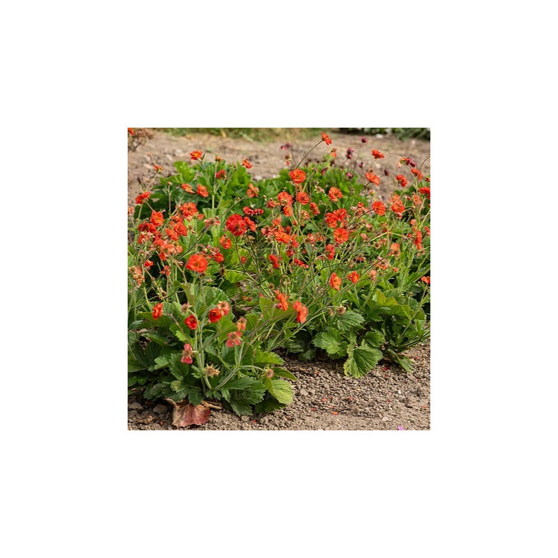 Žiognagė ‘Tempest Scarlet’