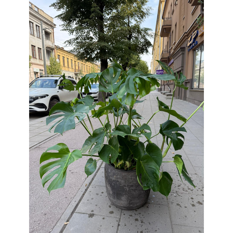 Monstera deliciosa
