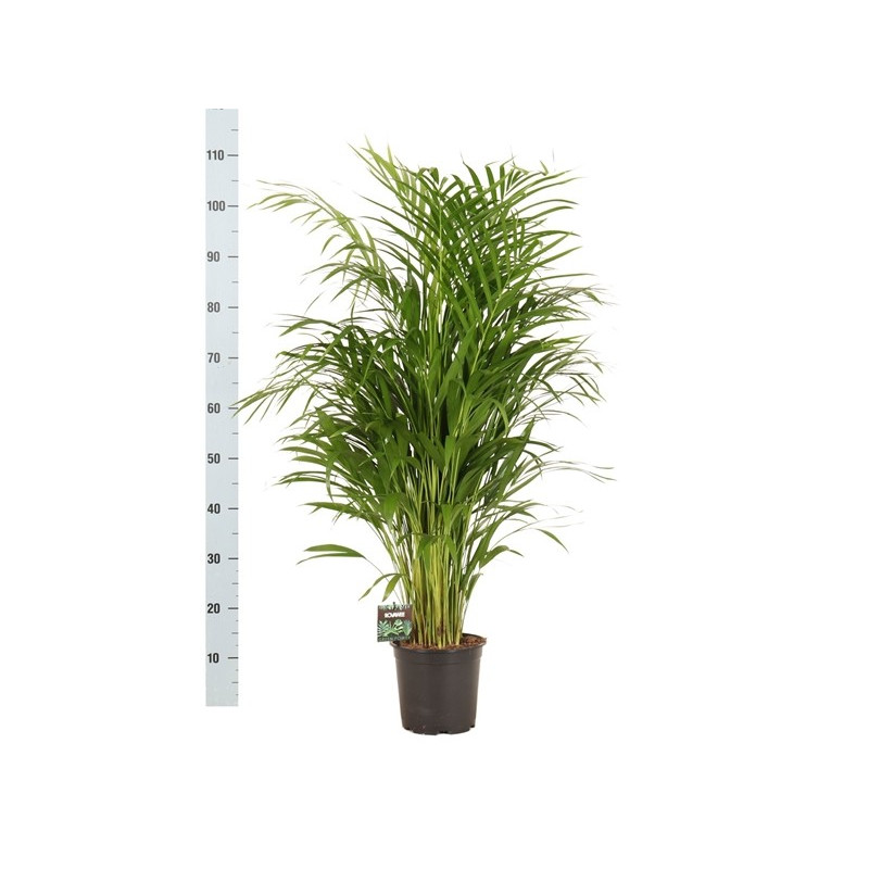 Kambarinis augalas palmė dipsis gelsvasis H135cm