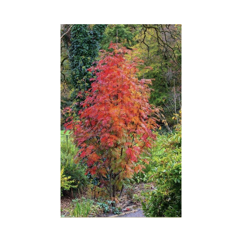 Šermukšnis paprastasis Autumn Spire