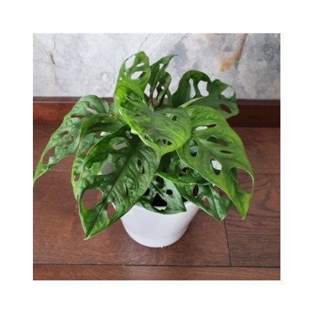 Monstera Monkey Mask (Monstera)